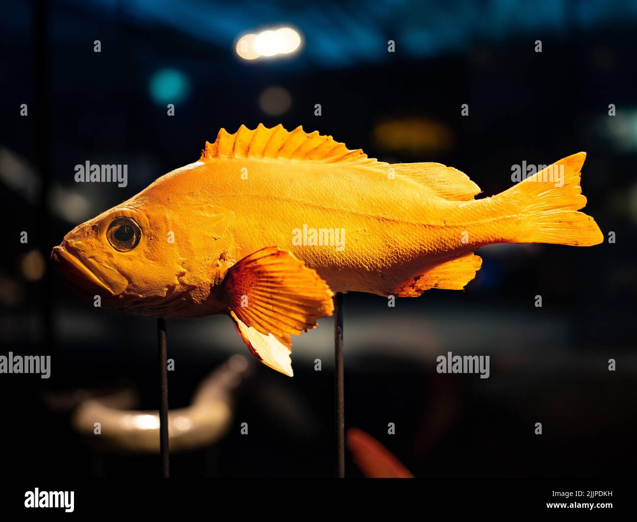 A dried rockfish on sticks Stock Photo - Alamy