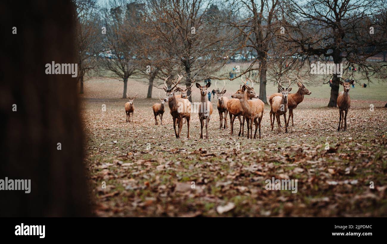 A pack of deer rests in an open field near Nottingham's Wollaton Hall ...