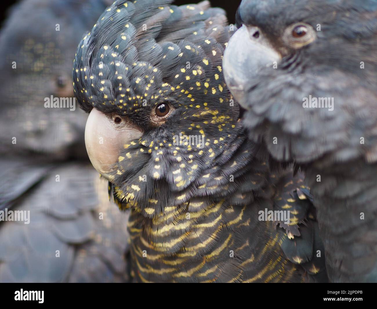 Resplendent vivacious showy Red-tailed Black Cockatoo's in dazzling ...