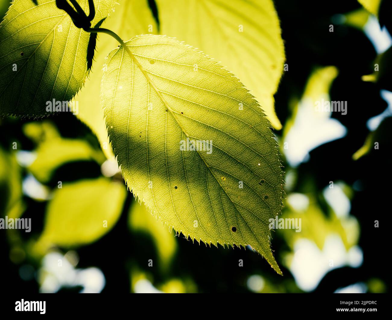 Prunus Serrulata Kwanzan Leaf