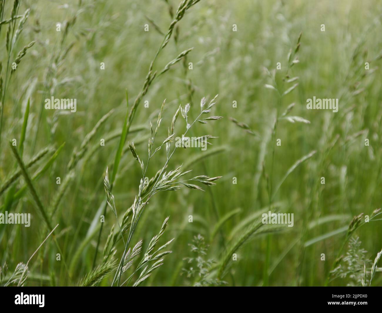 Meadow brome hi-res stock photography and images - Alamy
