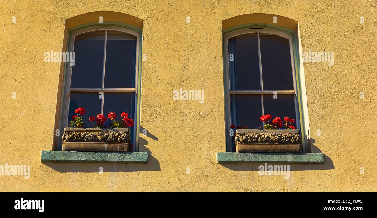 Two window on yellow cement concrete wall decorated with flowers in box ...