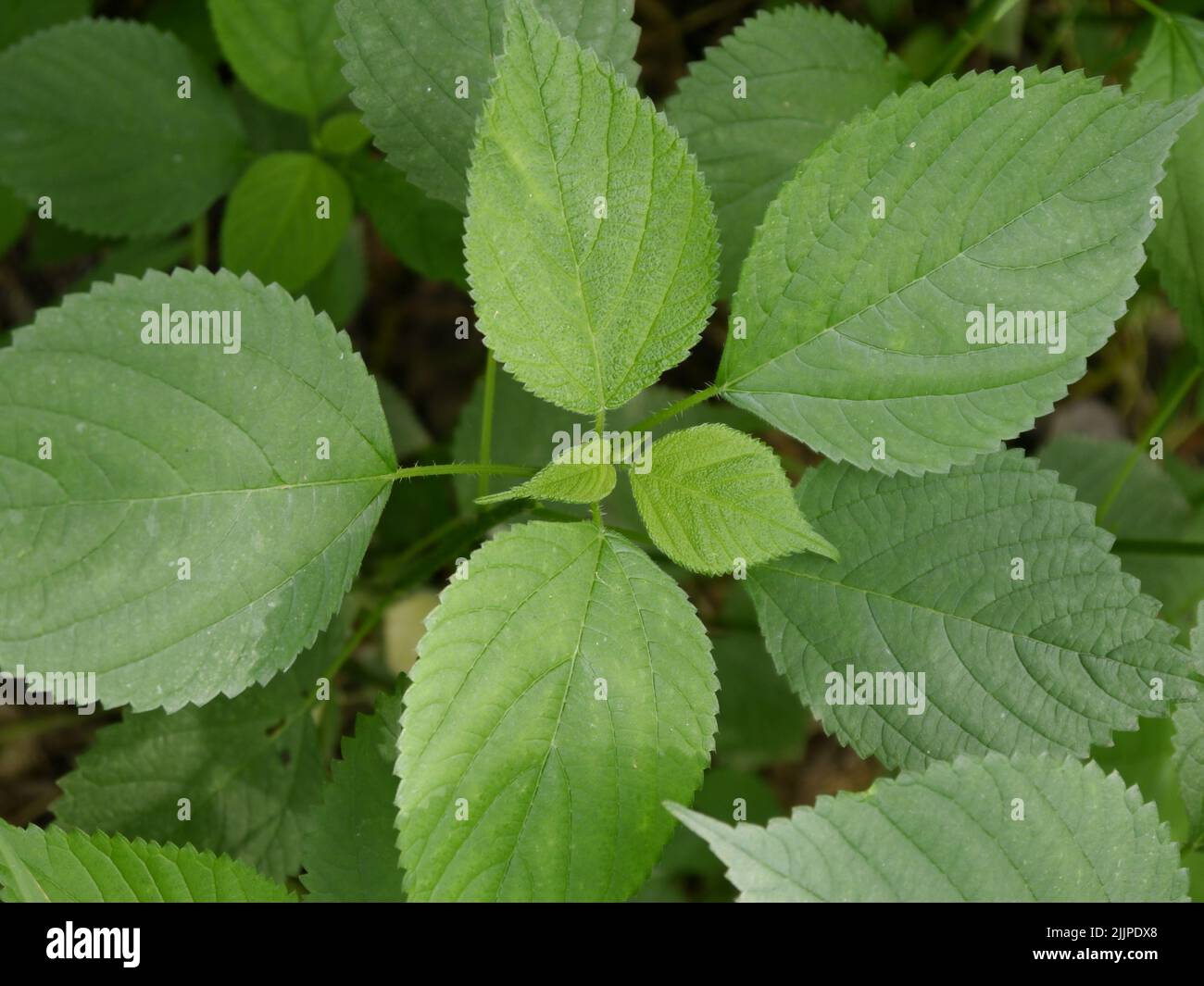 A top view of a Stinging Nettle growing in the woods in Missouri Stock ...