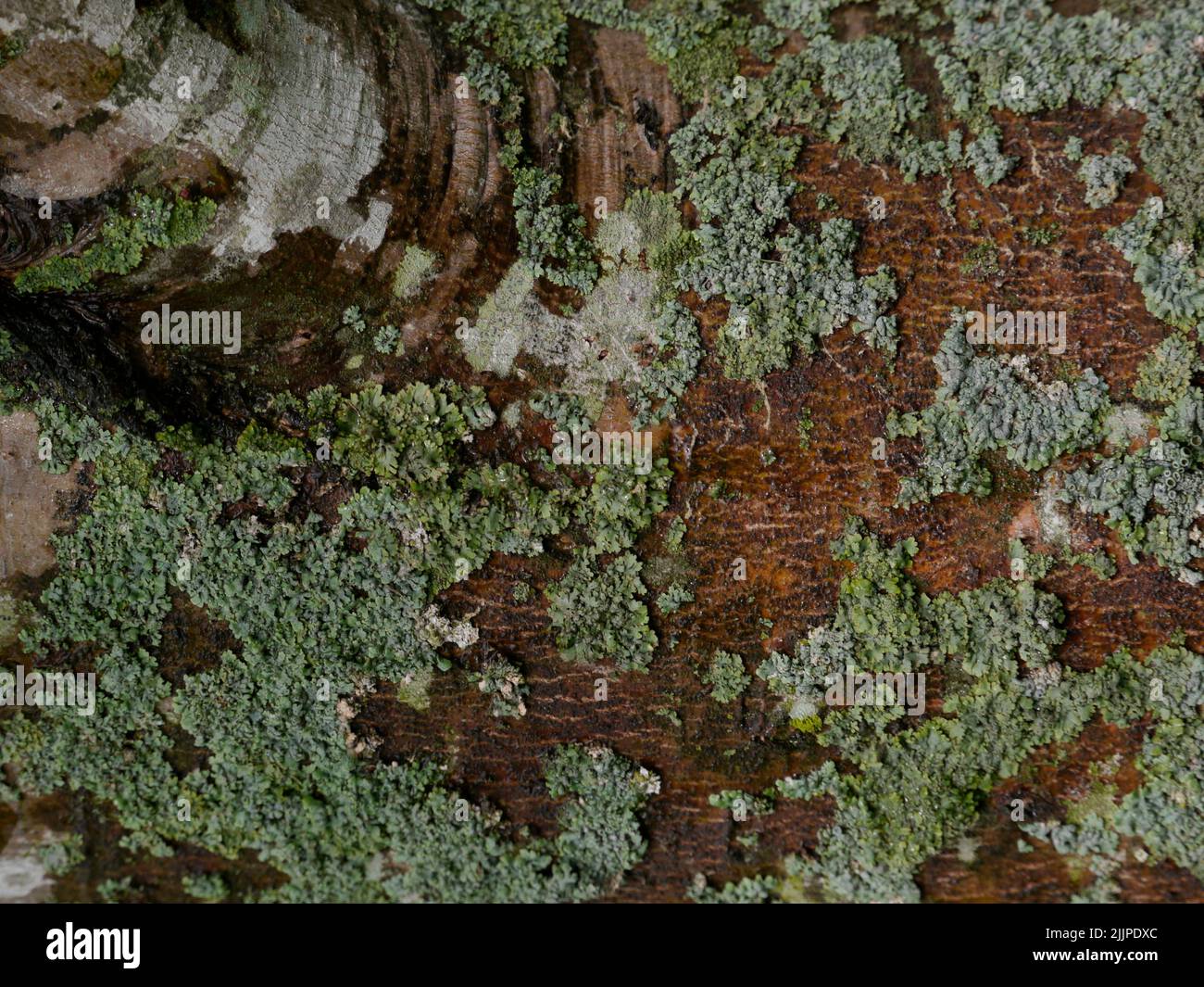 A top view of Lichen growing on a Maple tree's bark in Missouri in the ...