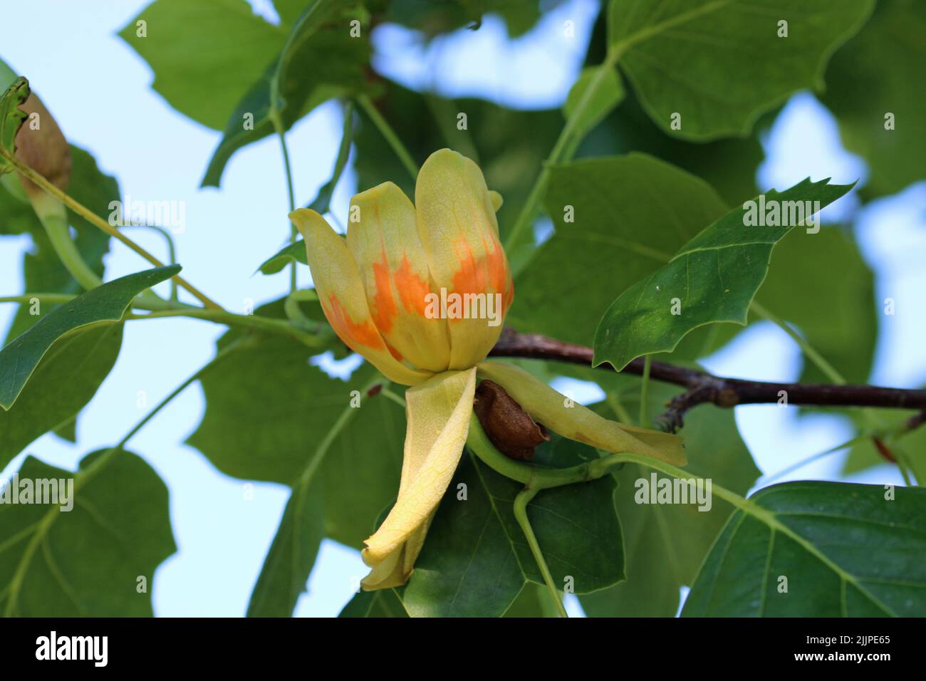 Tulip tree, Liriodendron tulipifera, yellow flower and leaves in close ...