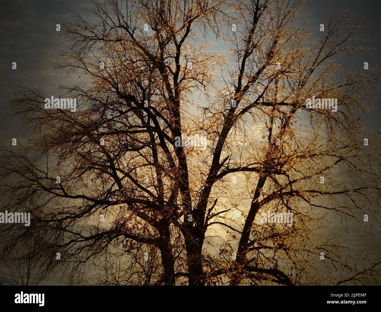 Pin oak trees hi-res stock photography and images - Alamy