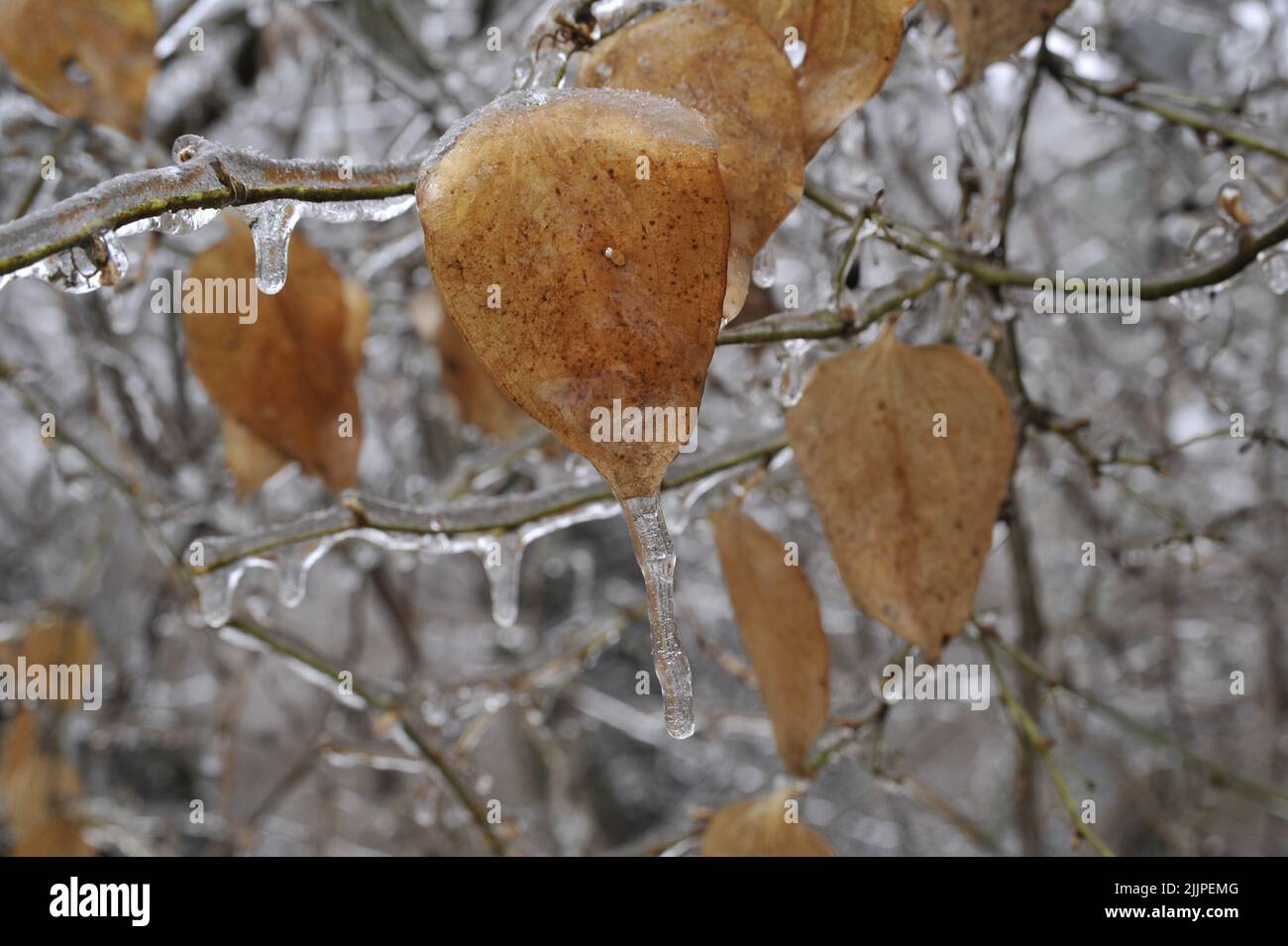 A selective focus shot of Leaves and tree limbs with melting ice after ...