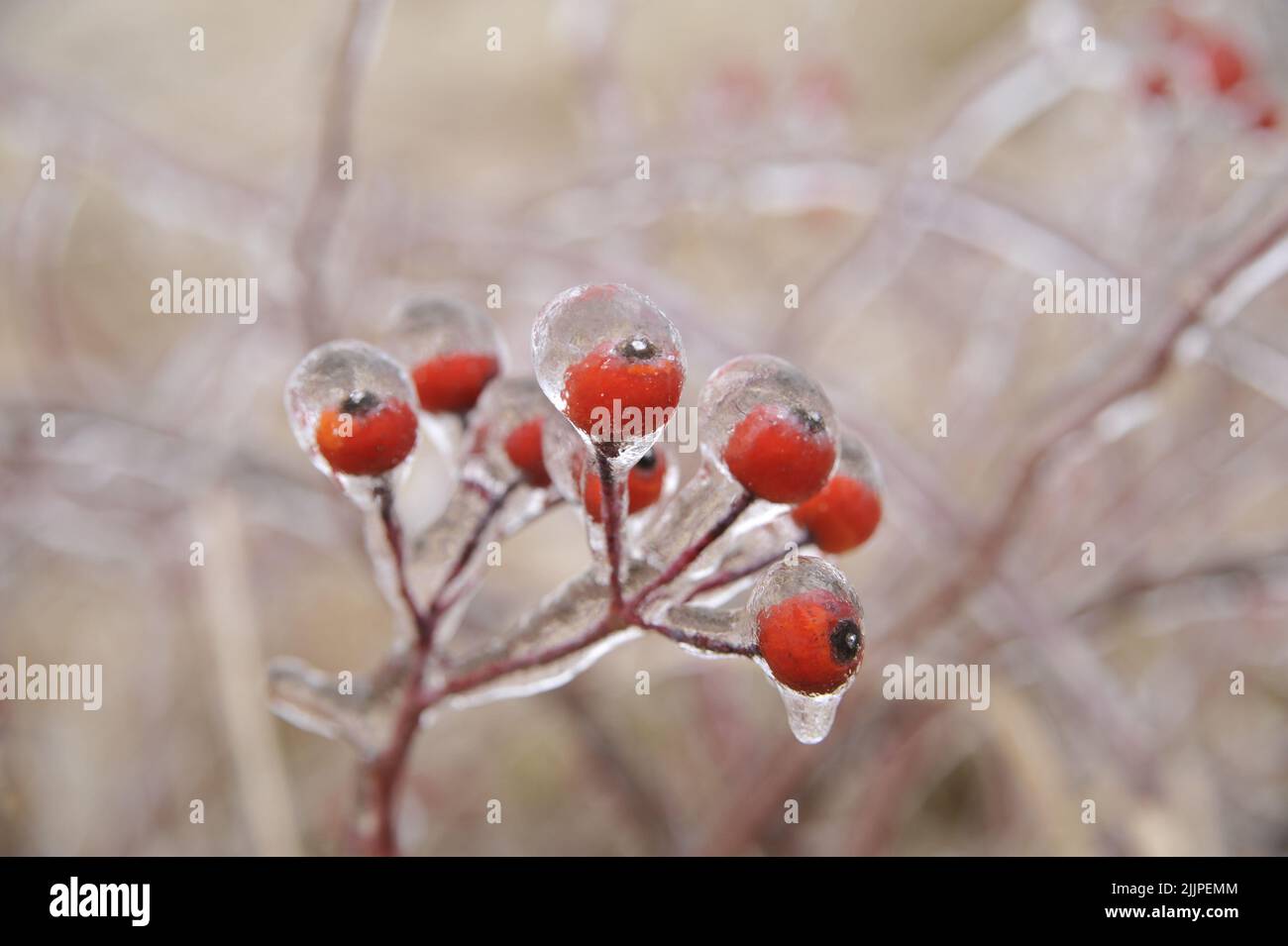 A shallow focus of Multiflora rose bush berries with melting ice after ...