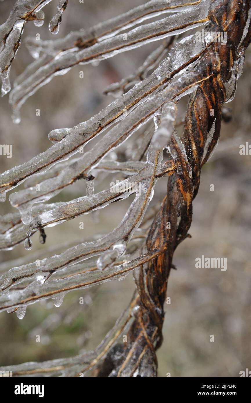 A closeup of a twisted vine covered with melting ice after a winter ...
