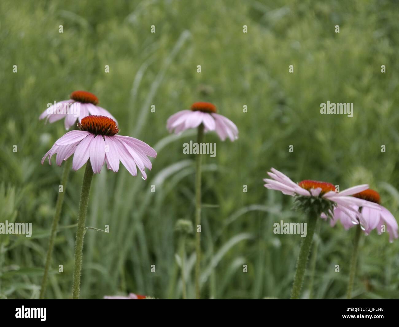 A scenic view of purple coneflowers growing on the prairie in Missouri ...