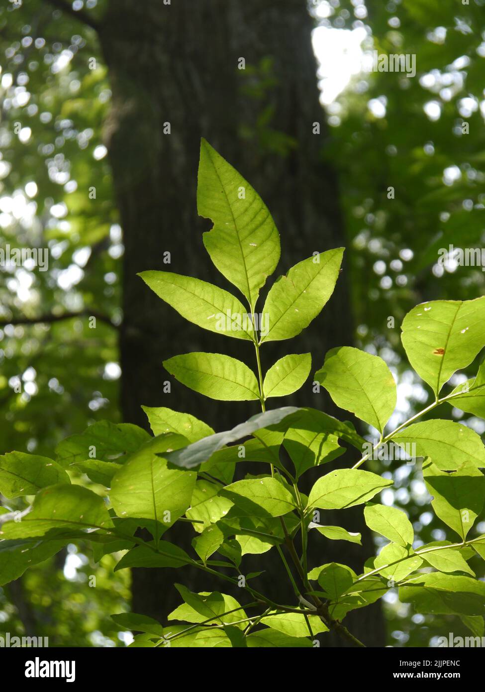 A shallow focus of a young Ash tree backlit by the sun growing in the ...