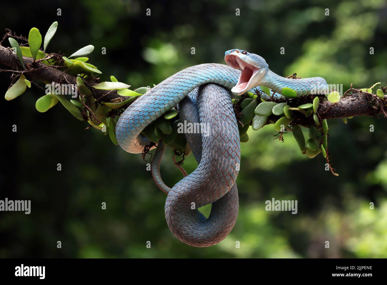 Close-up of a white-lipped island pit viper on a branch, Indonesia ...