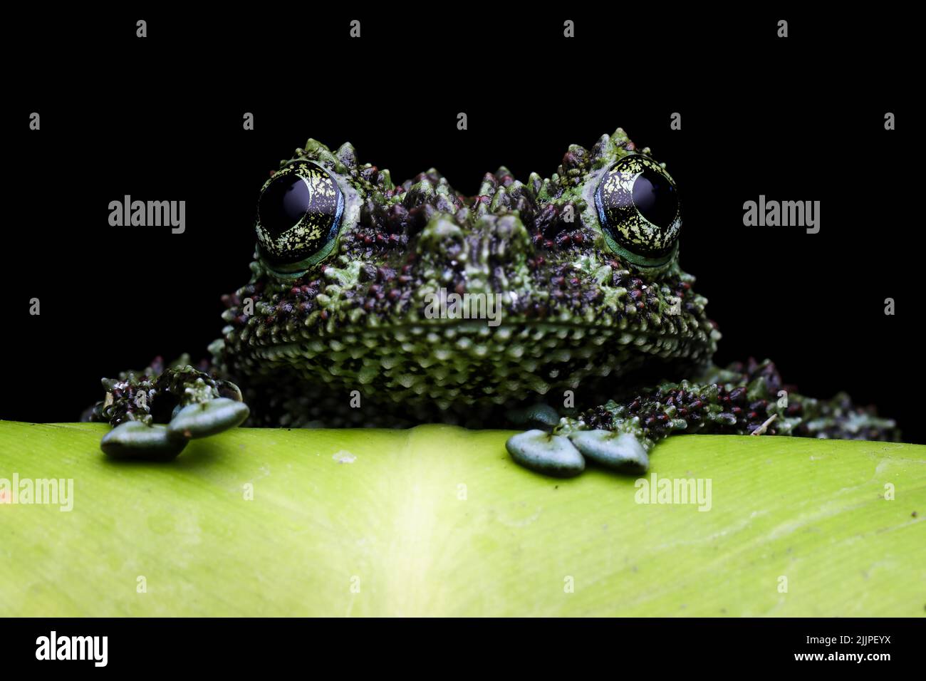 Vietnamese mossy frog theloderma corticale hi-res stock photography and ...