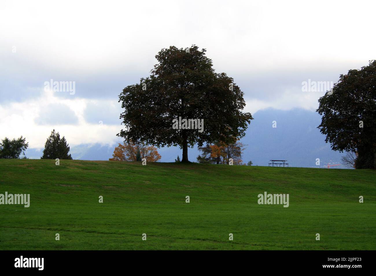 The trees in the field on a cloudy day Stock Photo - Alamy