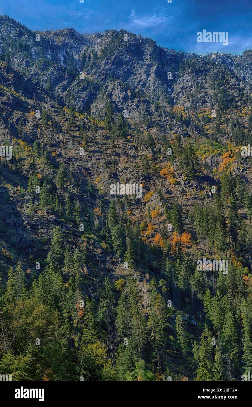 An aerial view of fir trees on the slope of a mountaind in Tumwater ...