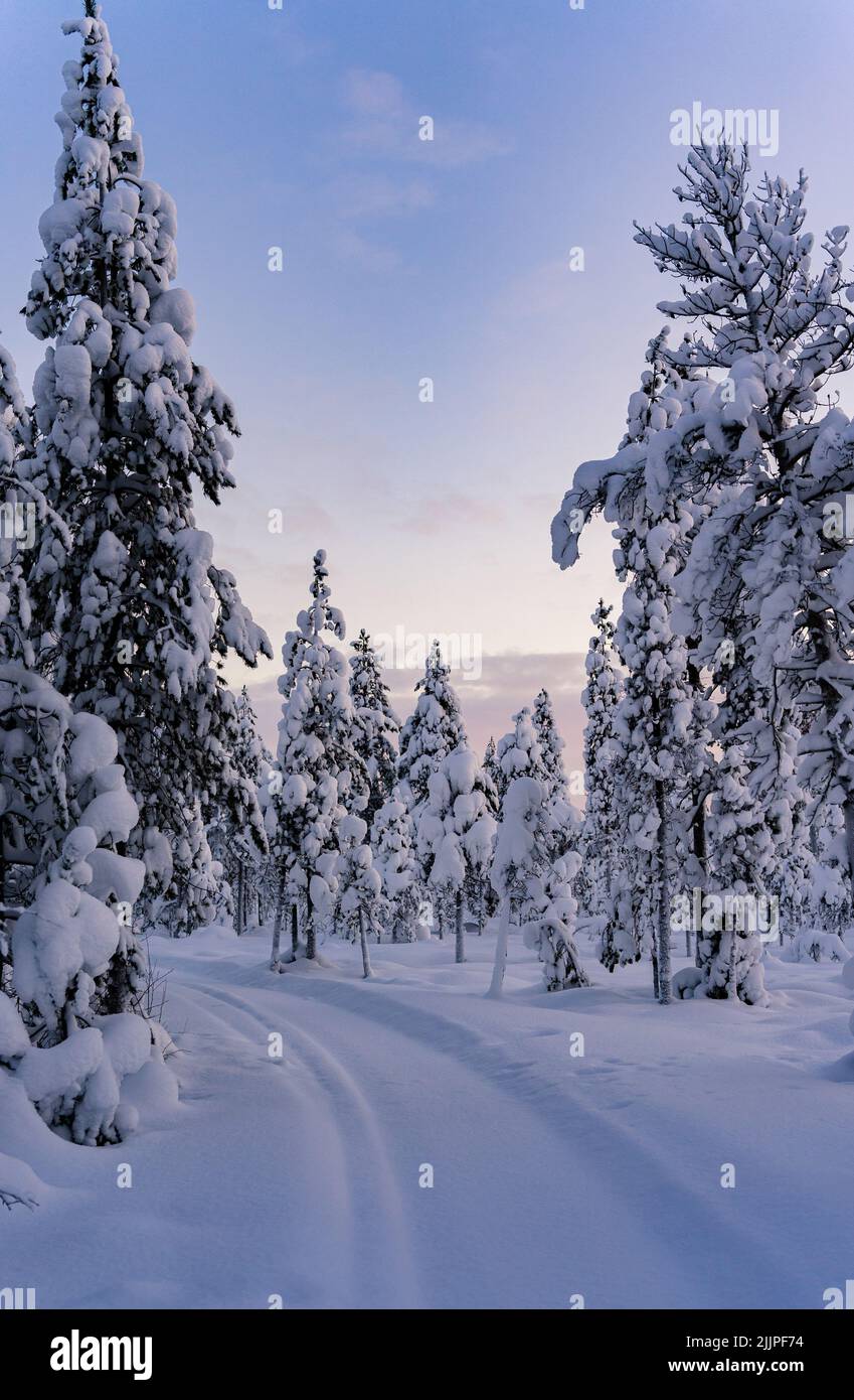 A vertical shot of pine forest totally covered with snow in winter ...