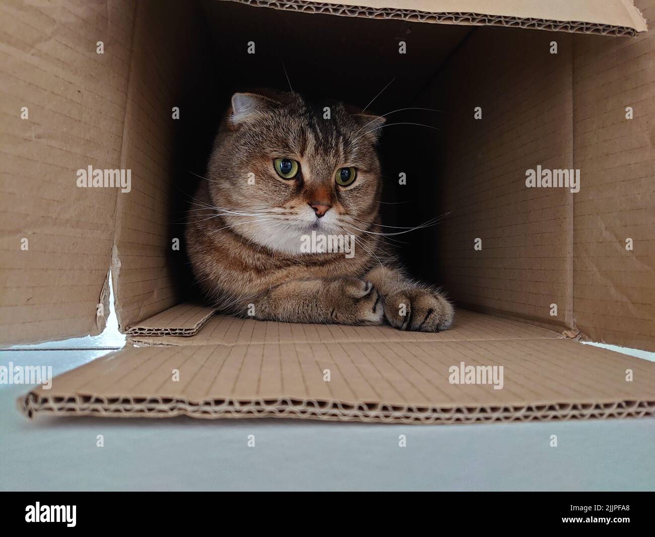 A cute British Shorthair cat in a box on the ground Stock Photo - Alamy