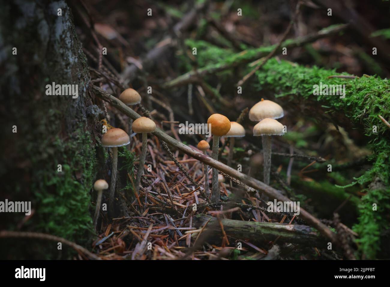 Galerina bordered hi-res stock photography and images - Alamy