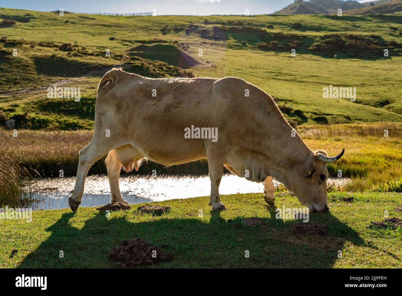 Calf eating grass field green hi-res stock photography and images - Alamy