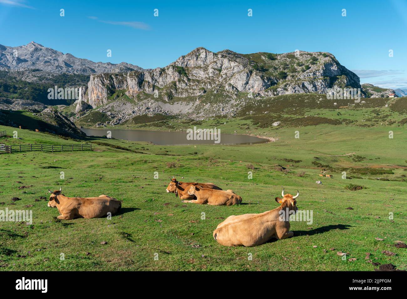 View cows grass field hi-res stock photography and images - Alamy