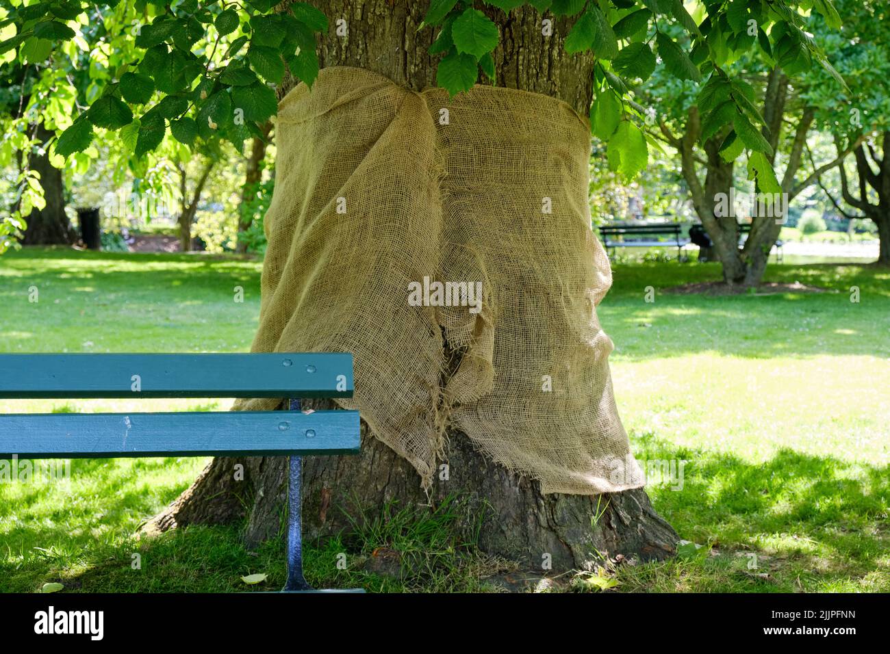 Girdling hi-res stock photography and images - Alamy