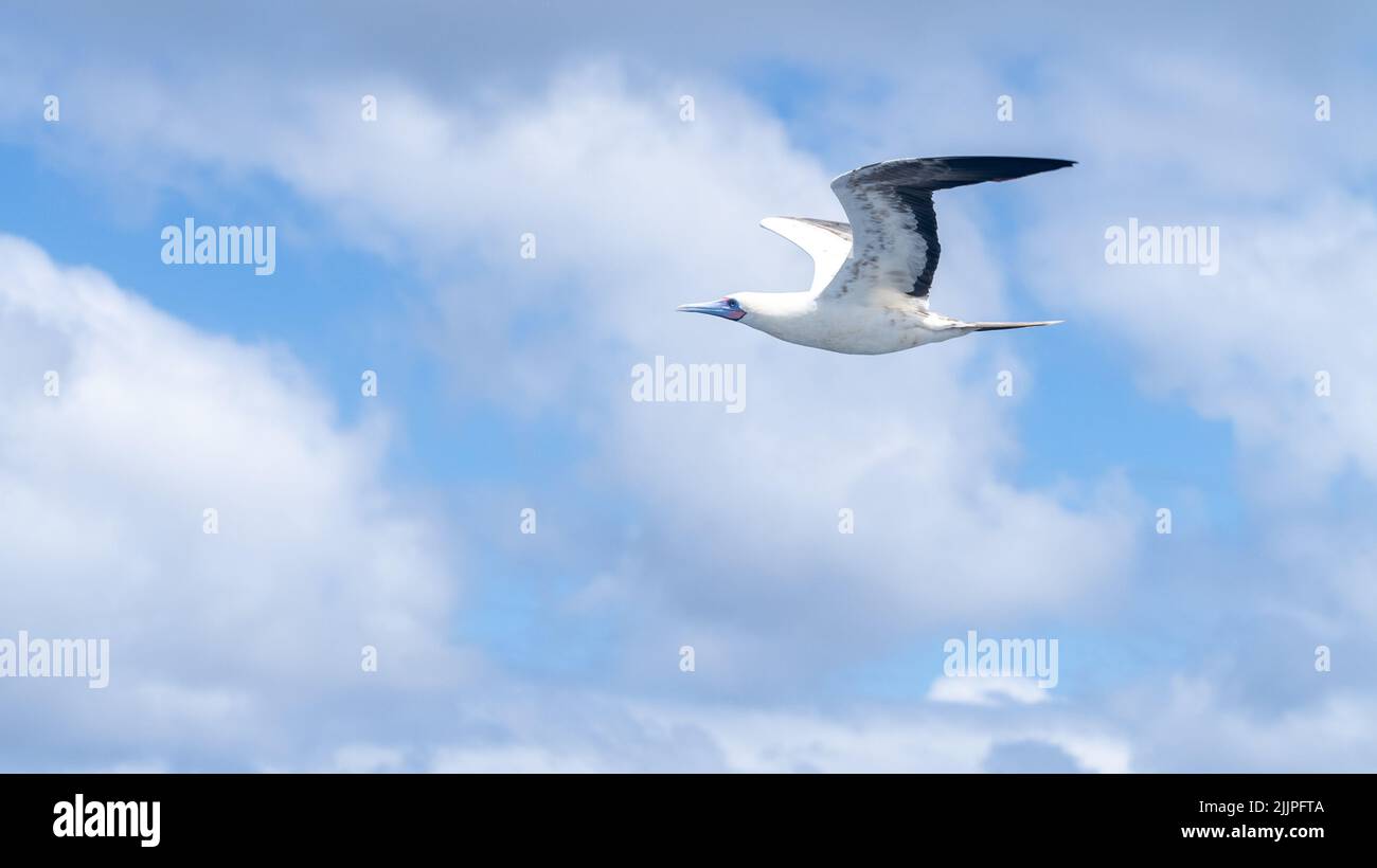 Flight flying flap wings wildlife hi-res stock photography and images ...