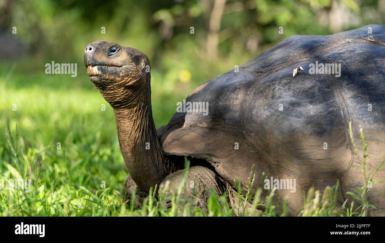 Side neck turtle hi-res stock photography and images - Alamy