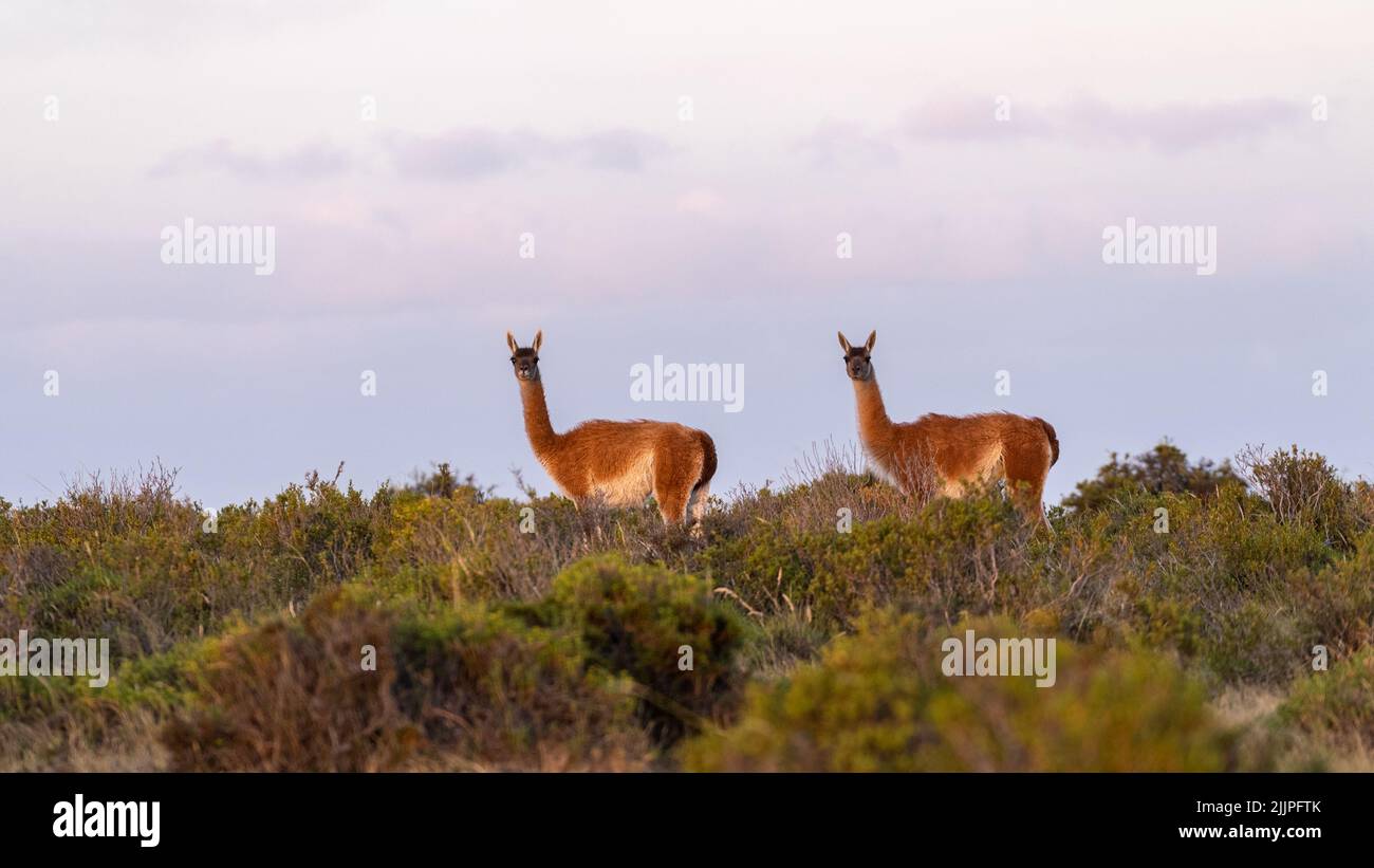 Couple of guanacos hi-res stock photography and images - Alamy