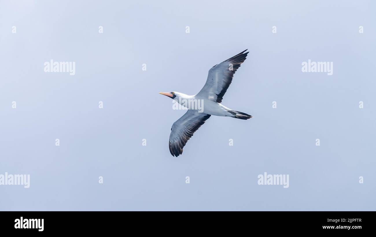 Flight flying flap wings wildlife hi-res stock photography and images ...