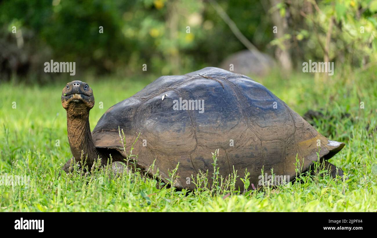 Closeup turtle head looking hi-res stock photography and images - Alamy