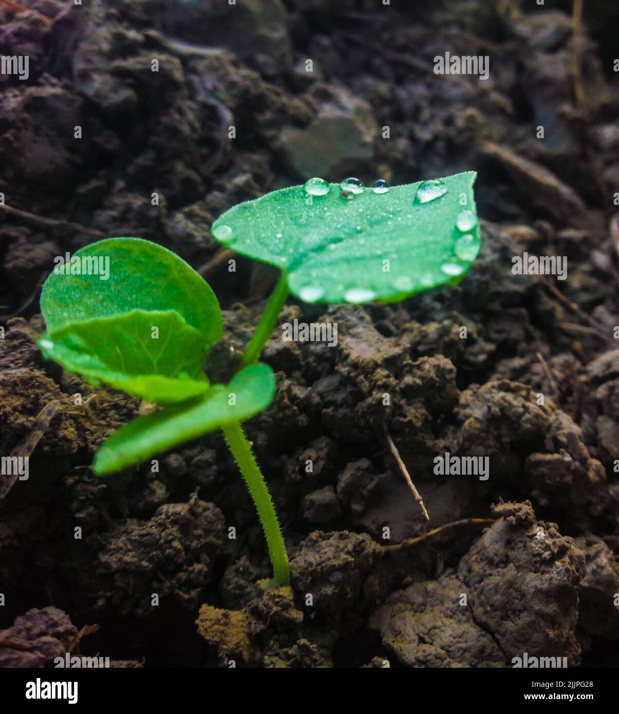 Green leaf stem water drops hi-res stock photography and images - Alamy