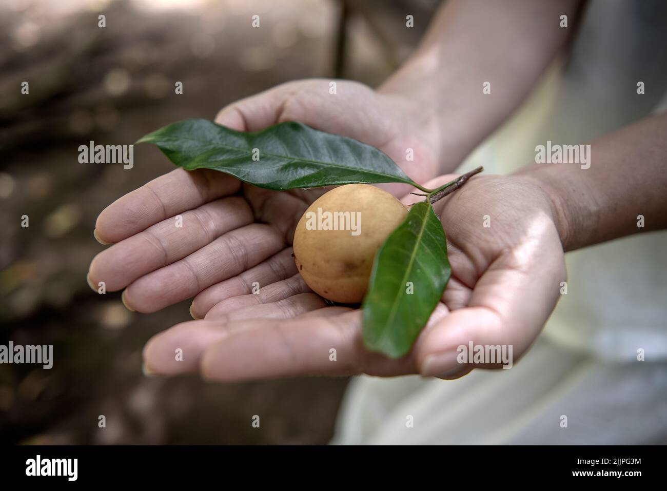Holding nutmeg hi-res stock photography and images - Alamy