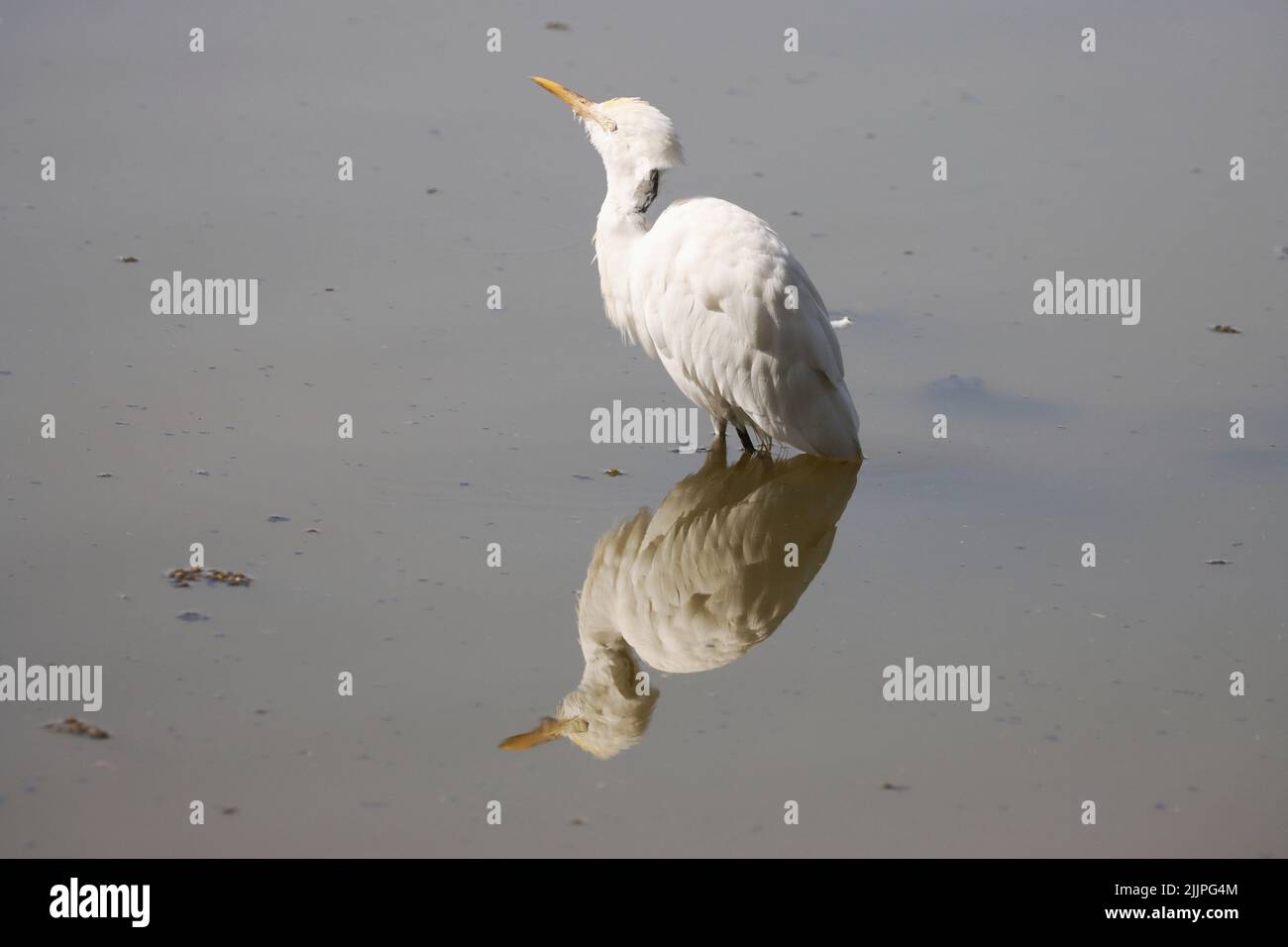 A beautiful white egret standing on the wet sand of the sunny beach ...
