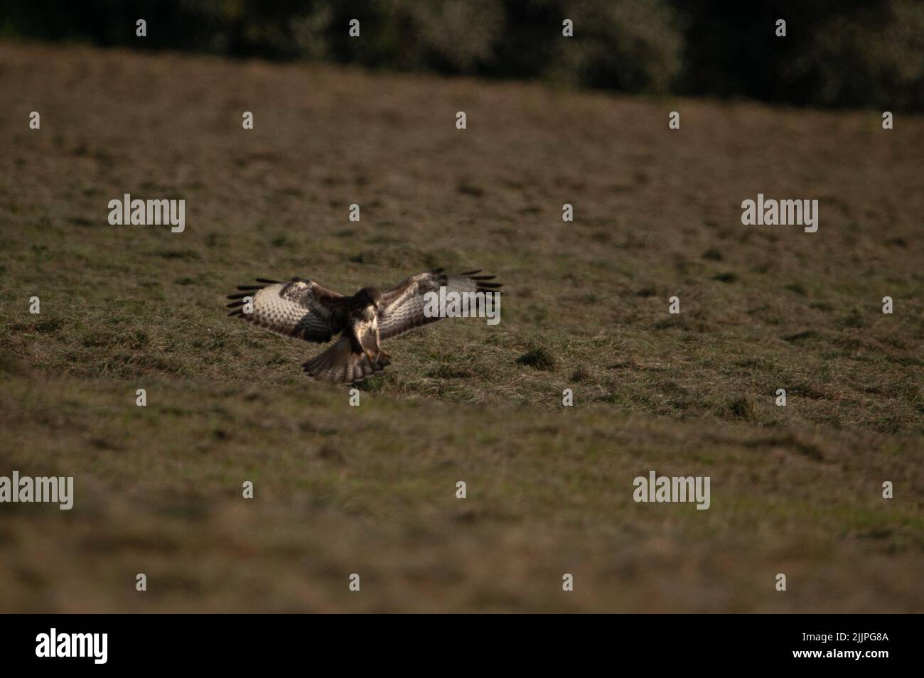 Raptor watching prey hi-res stock photography and images - Alamy