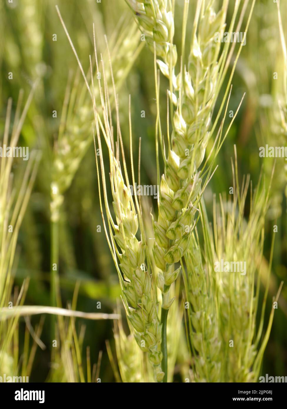 Missouri farm field hi-res stock photography and images - Alamy