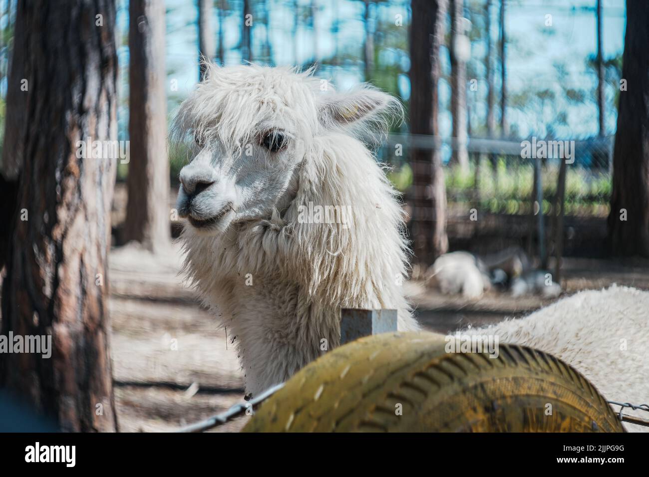 A close-up shot of a white alpaca standing in its enclosure at the zoo ...