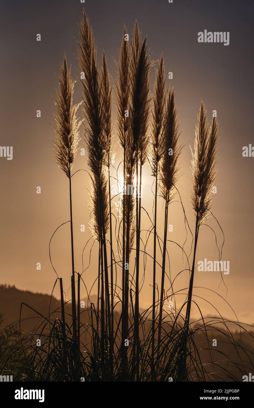 A vertical shot of tall grass flowers against a dim sun at dusk Stock ...