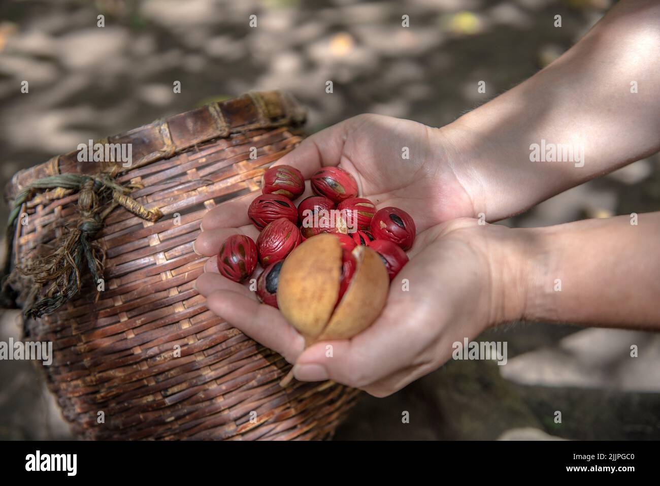 Maluku spice hi-res stock photography and images - Alamy