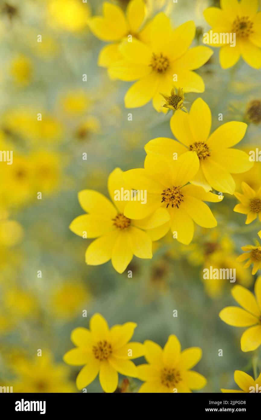 A Shallow focus of yellow Tickseed Coreopsis wildflowers growing on the ...