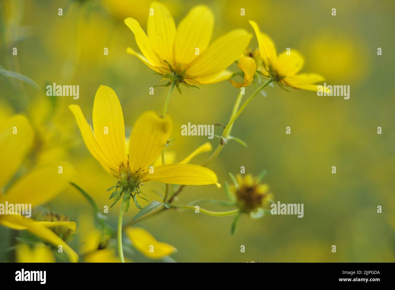 Illinois Wildflowers Coreopsis Palmata