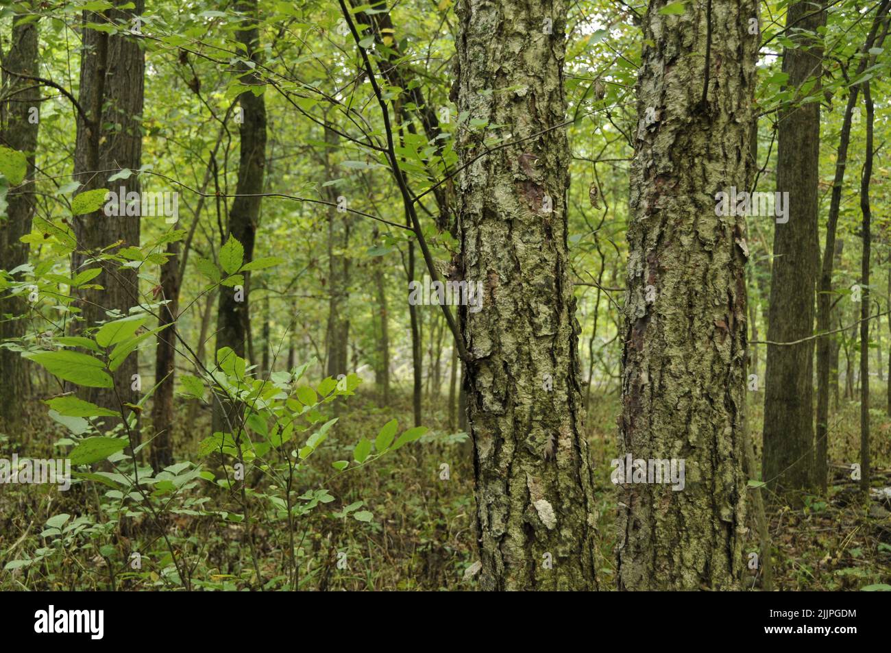 A Hiking trail through a stand of shortleaf pine trees in Missouri ...