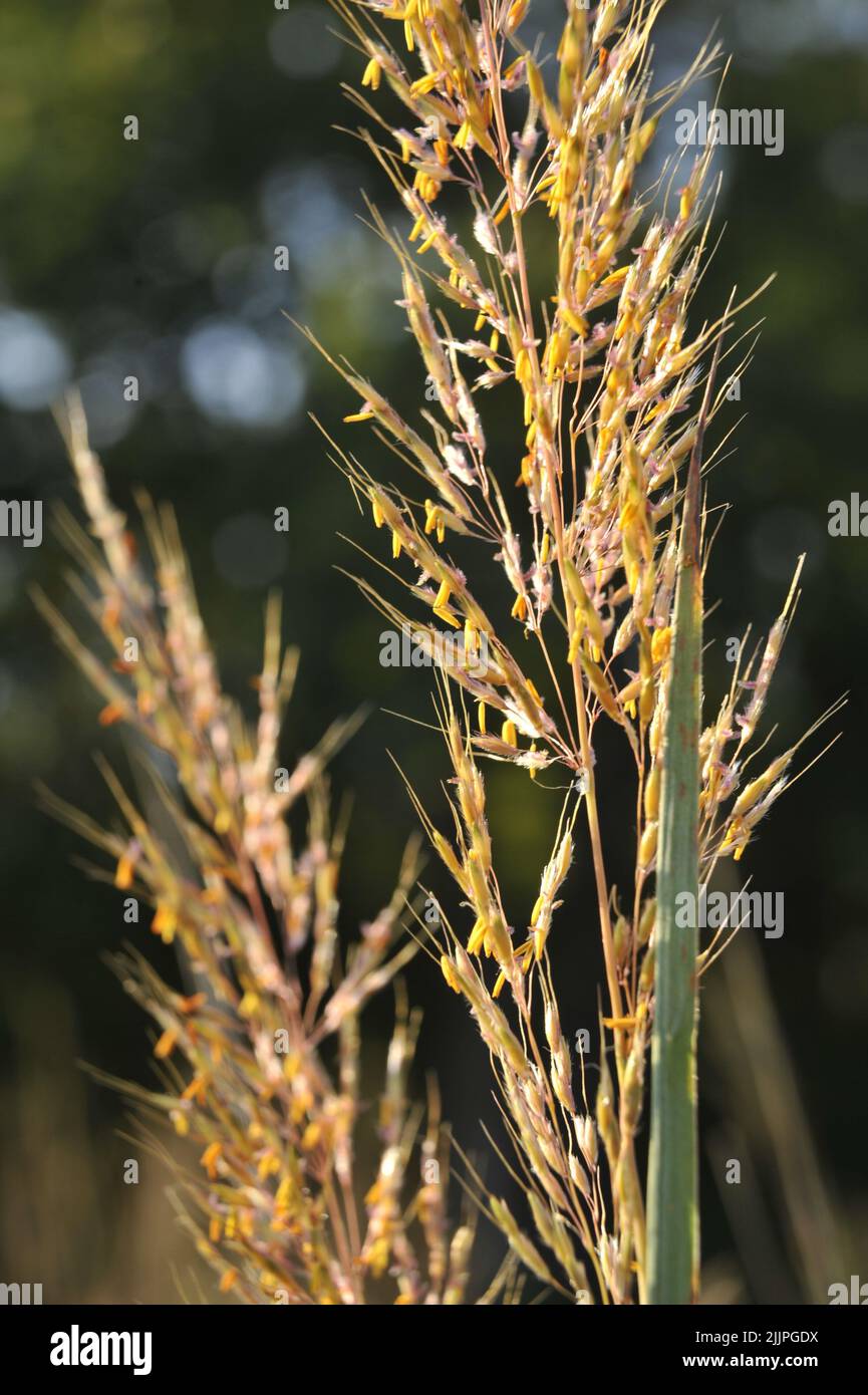A shallow focus of a Wild Oats growing in MIssouri Stock Photo - Alamy