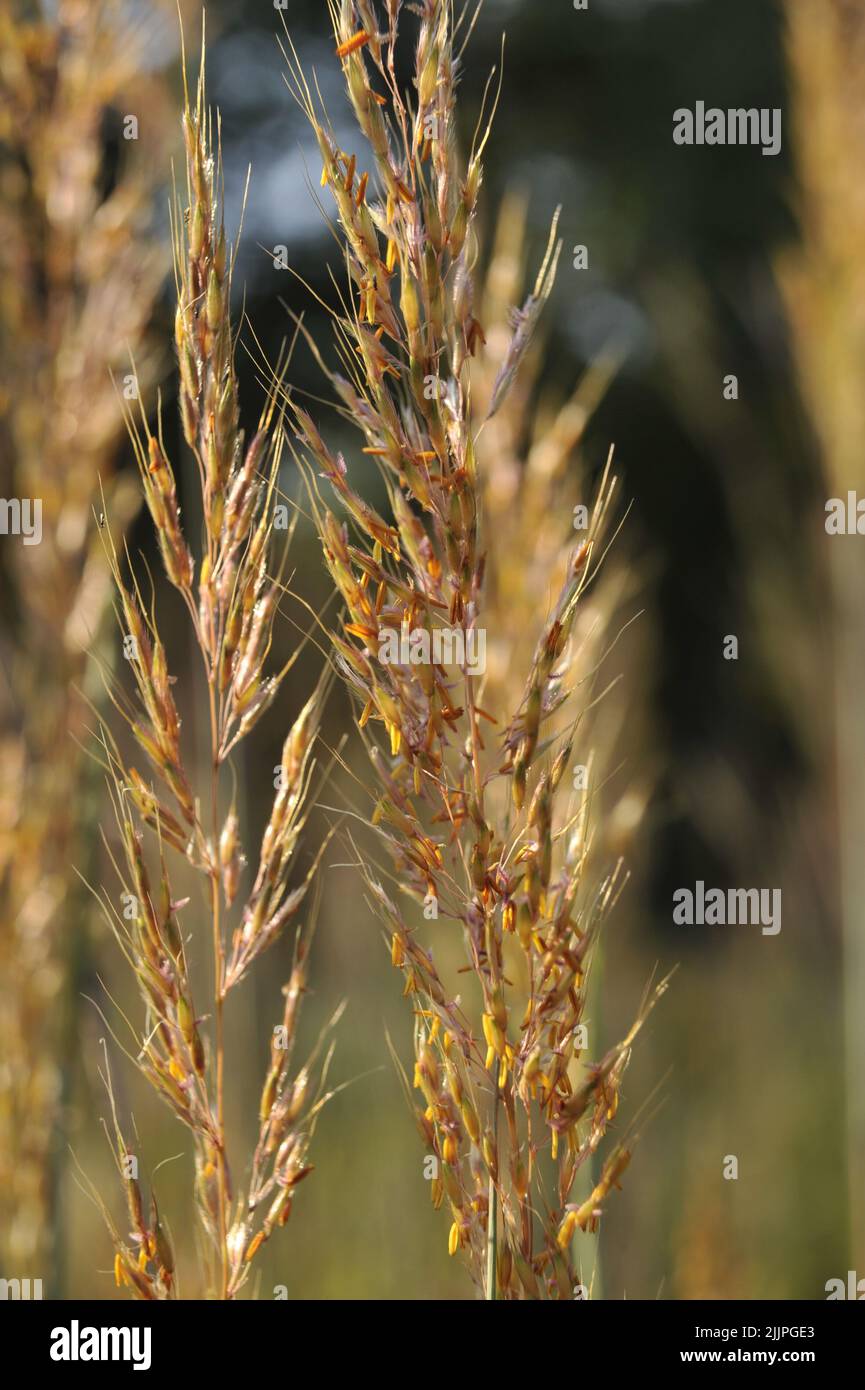 Missouri botanical garden closeup hi-res stock photography and images ...