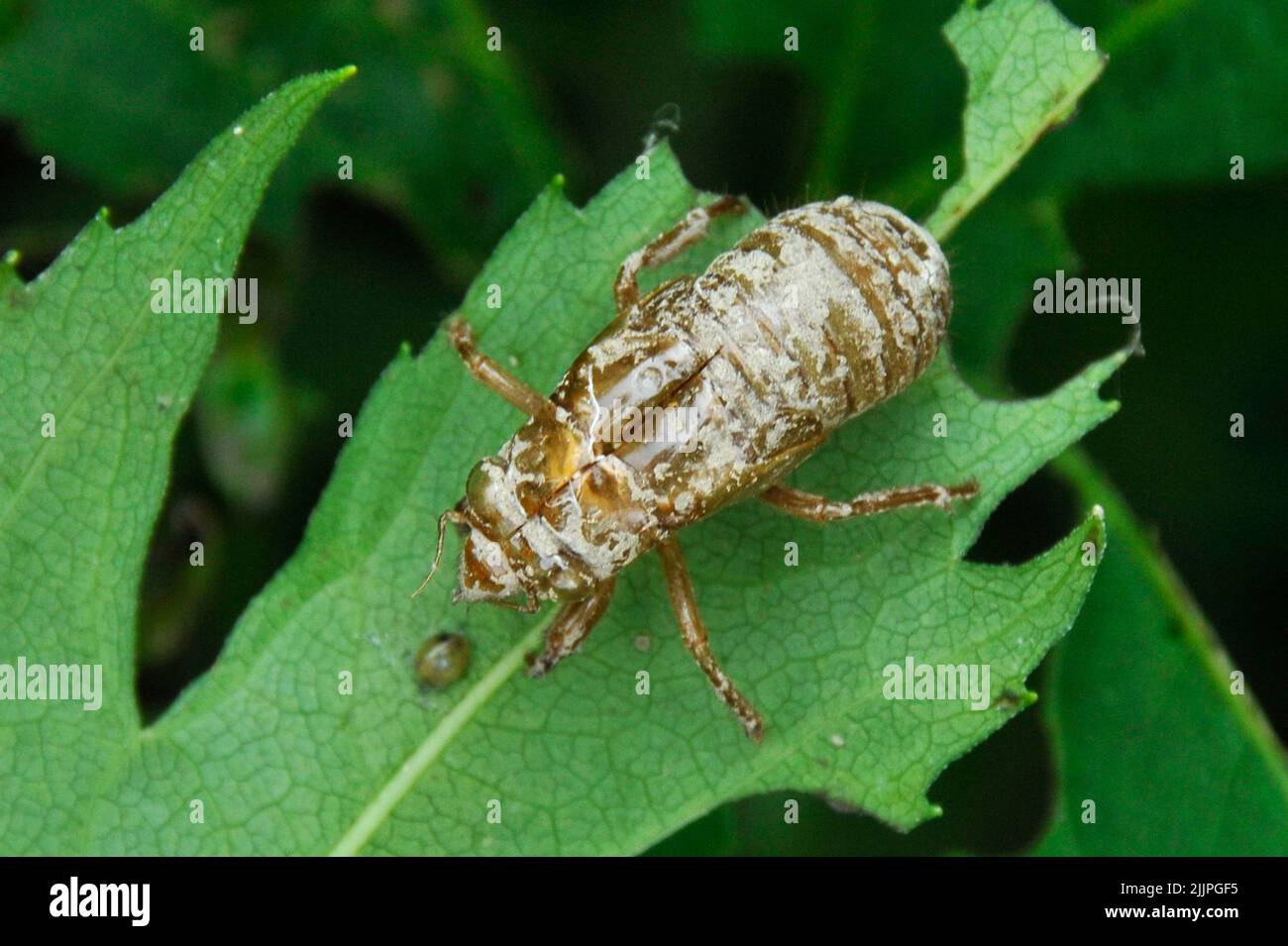 A closeup of a shell of a Periodical Cicada on a ragweed leaf in ...
