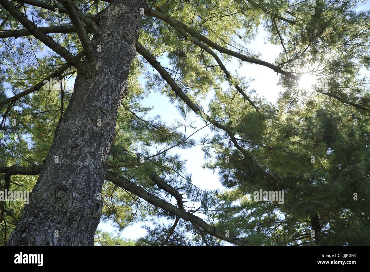 A Sunlight filtering through a stately Pine tree in the forest in ...