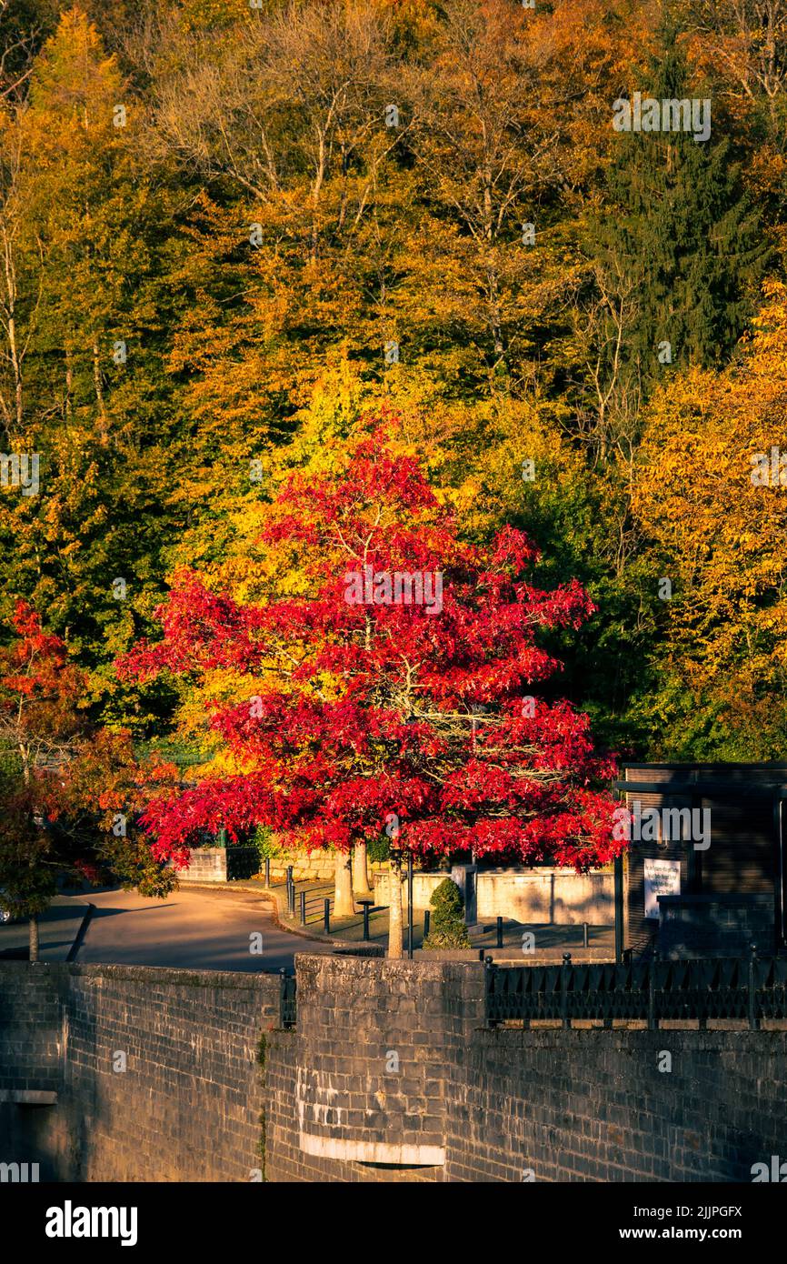 Tree village hi-res stock photography and images - Alamy