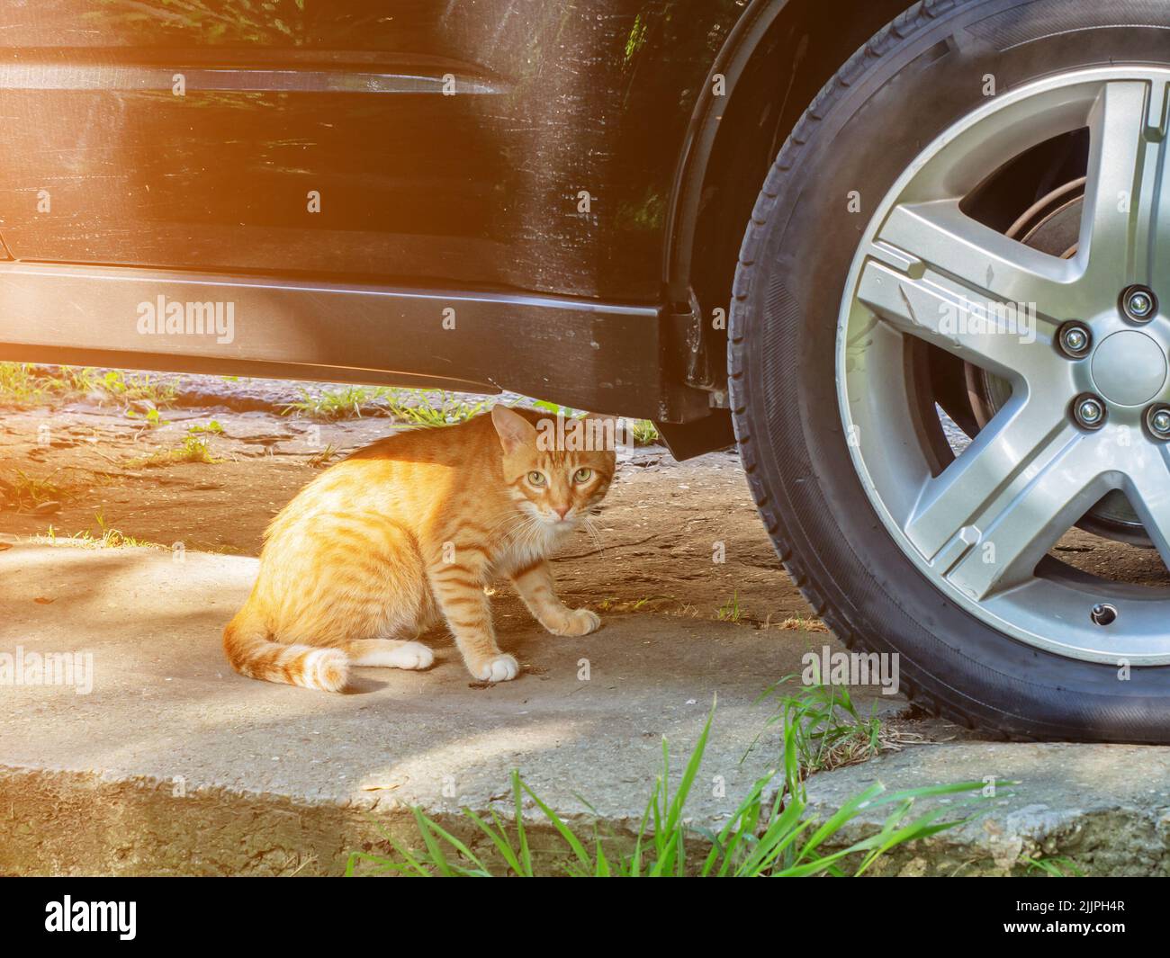 Red smooth-haired street cat stares intently sitting under the car ...