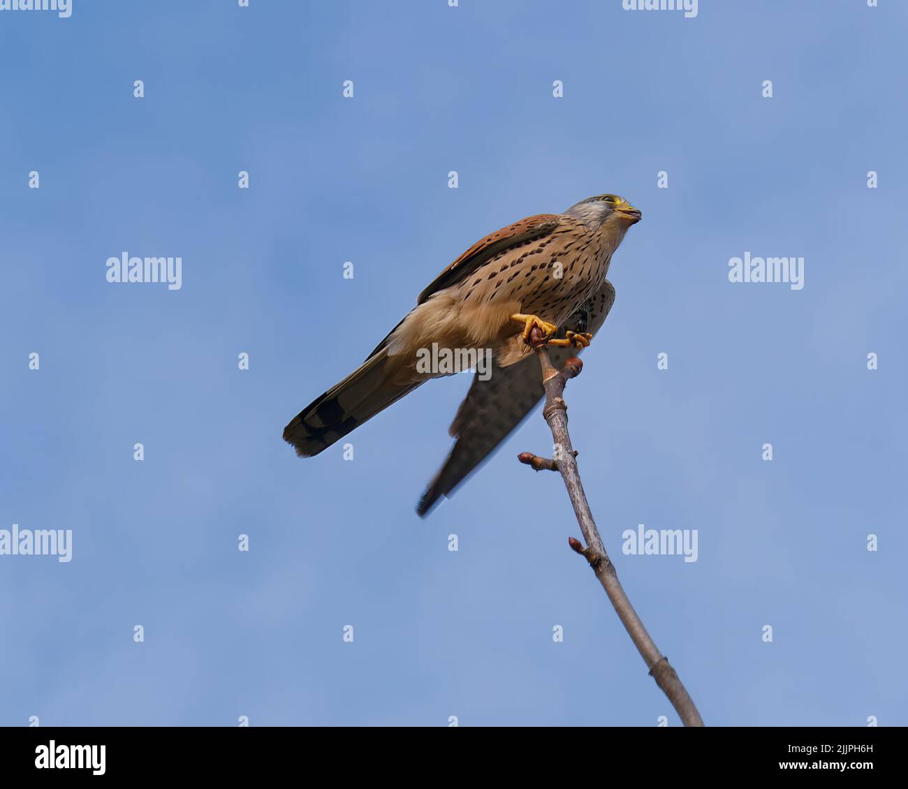 A low angle shot of a beautiful Common Kestrel standing on a thin tree ...