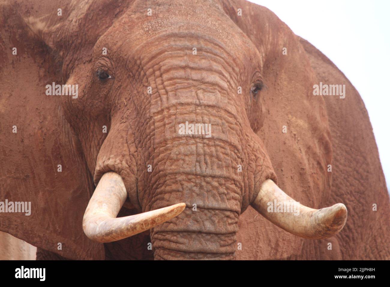 Elephant eyes hi-res stock photography and images - Alamy