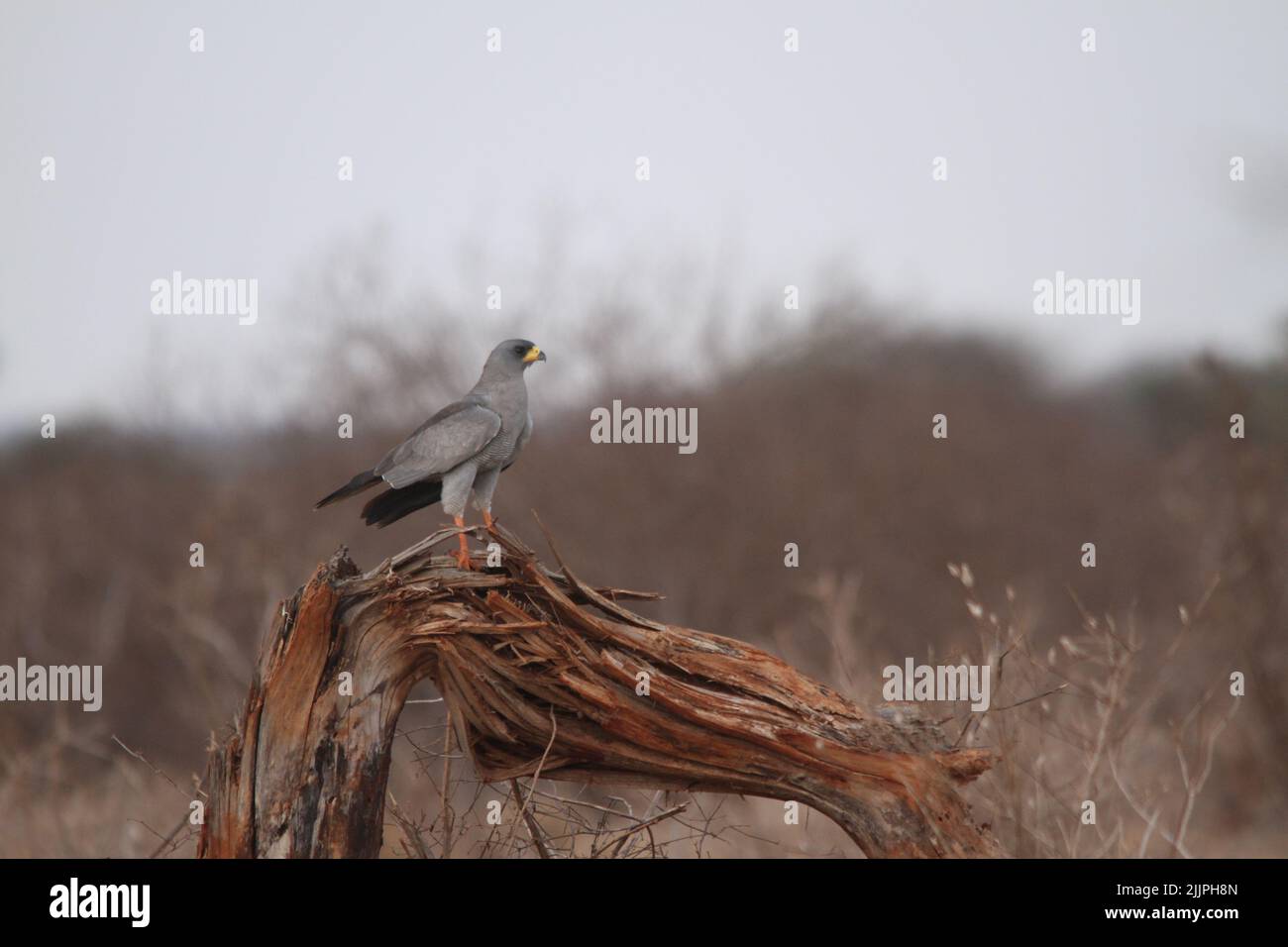 Grey Falcon Profile